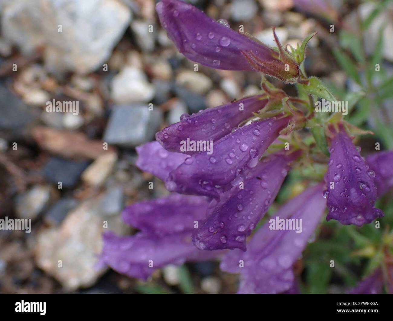 Bush Penstemon (Penstemon fruticosus Stock Photo - Alamy