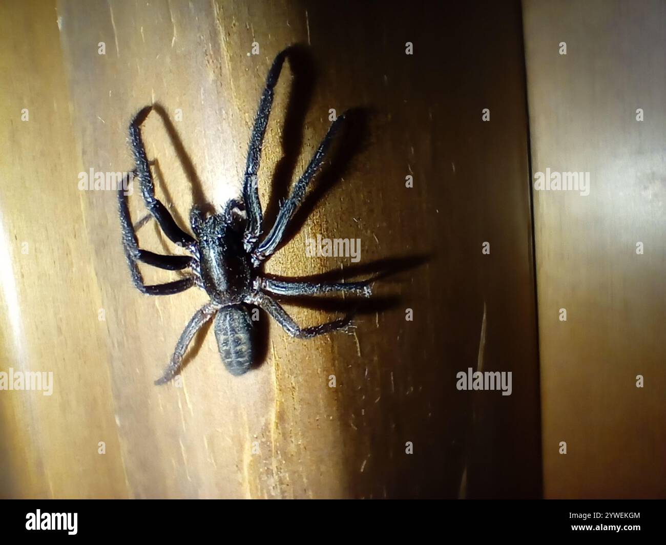 Tube dwelling spider hi-res stock photography and images - Alamy
