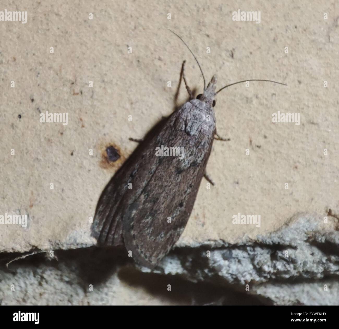 Bee Moth (Aphomia sociella Stock Photo - Alamy
