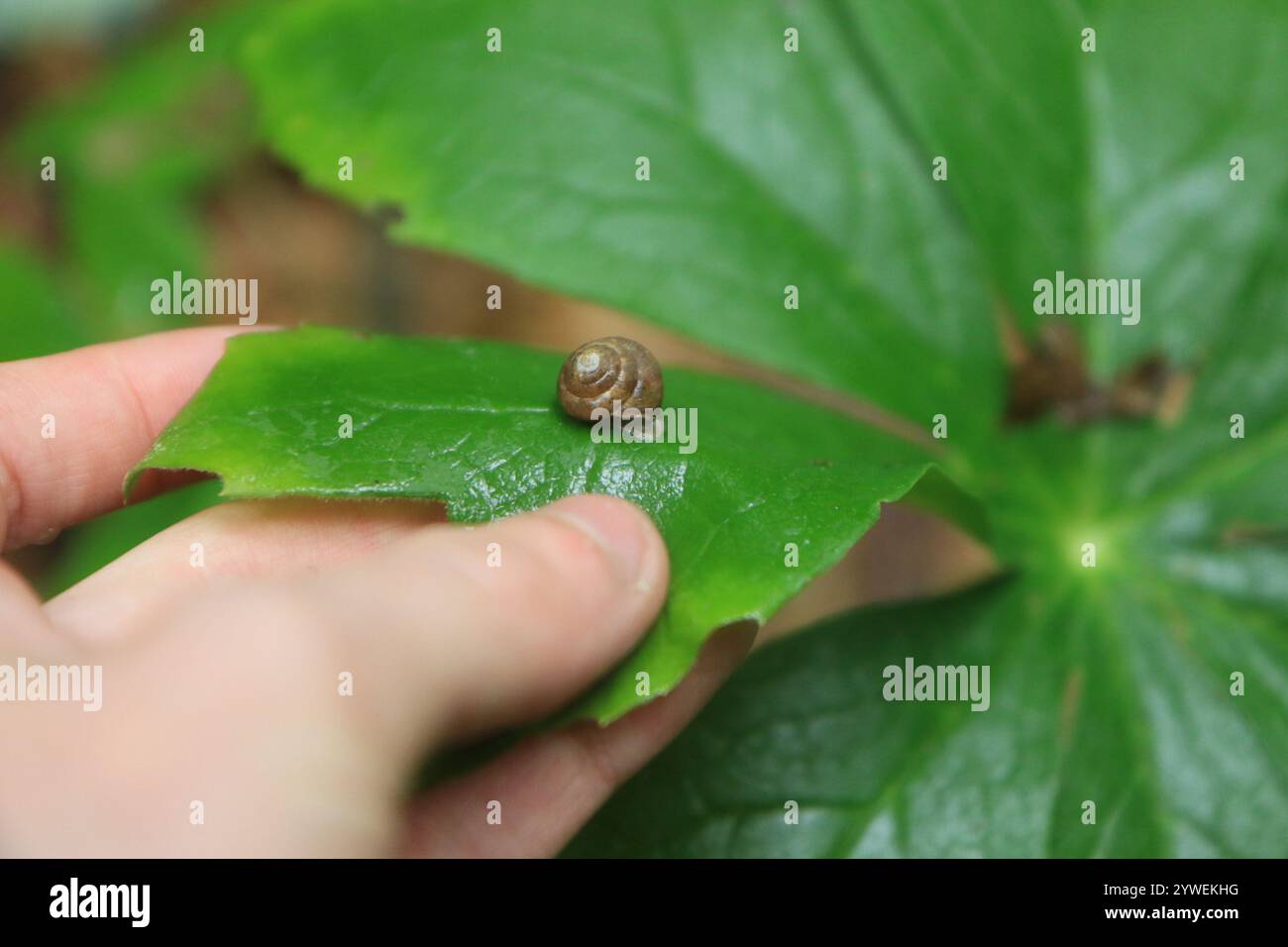 Common Land Snails and Slugs (Stylommatophora Stock Photo - Alamy
