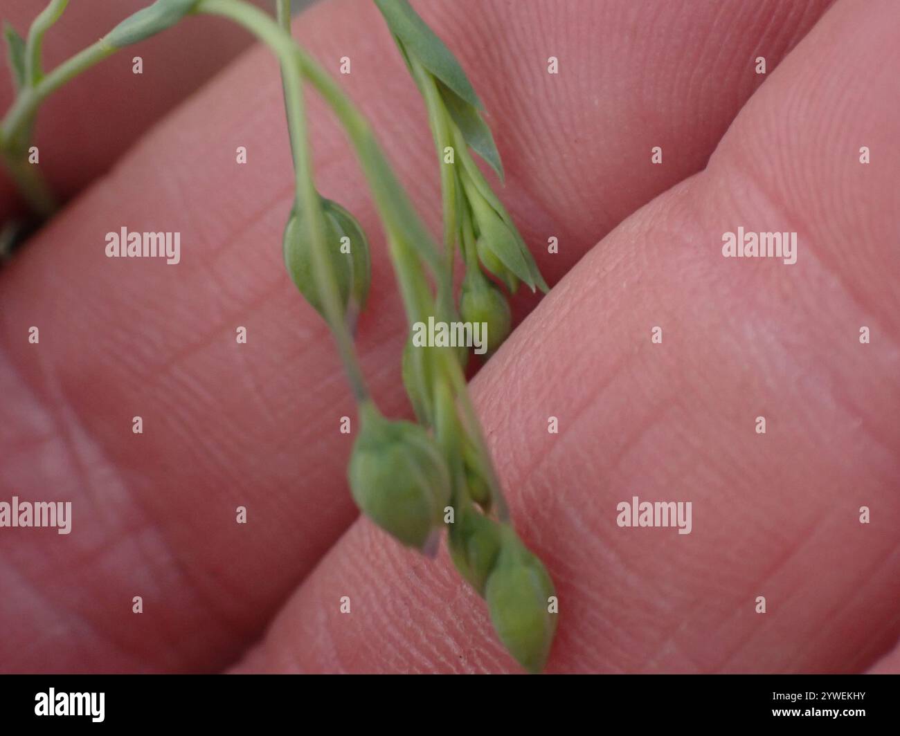 Lewis flax (Linum lewisii Stock Photo - Alamy