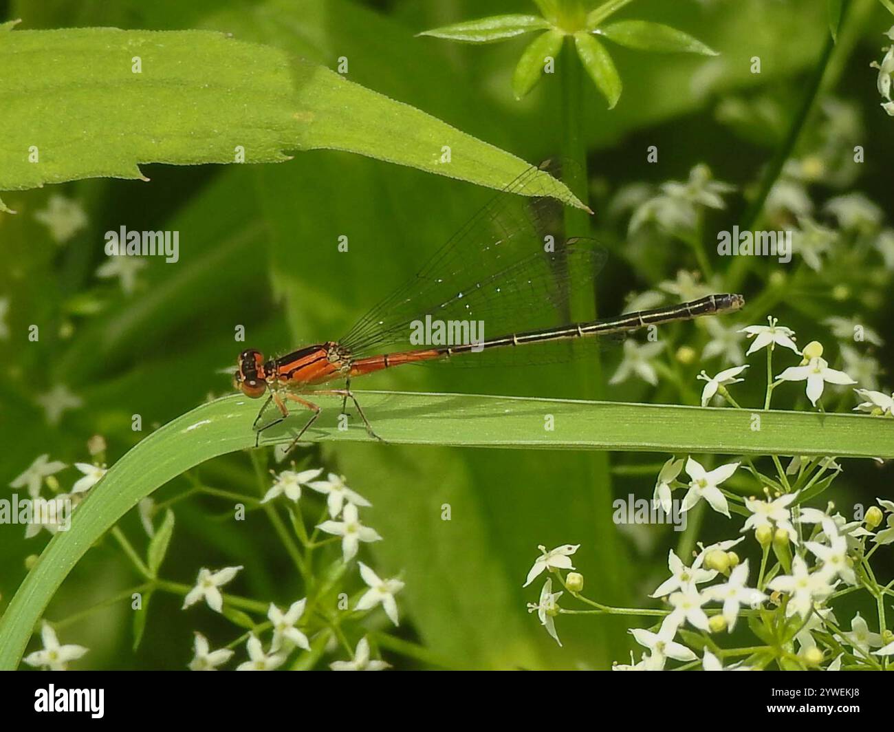 Eastern Forktail (Ischnura verticalis Stock Photo - Alamy