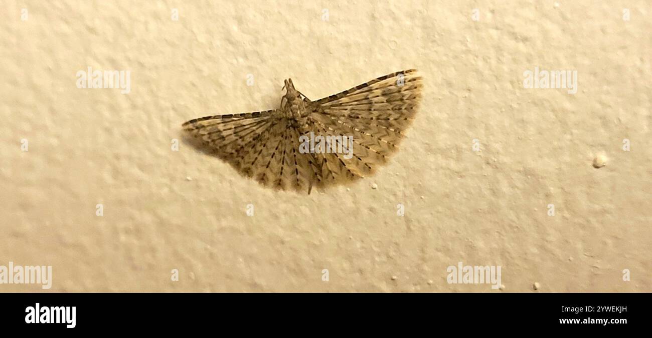 Twenty-plume Moth (Alucita hexadactyla Stock Photo - Alamy