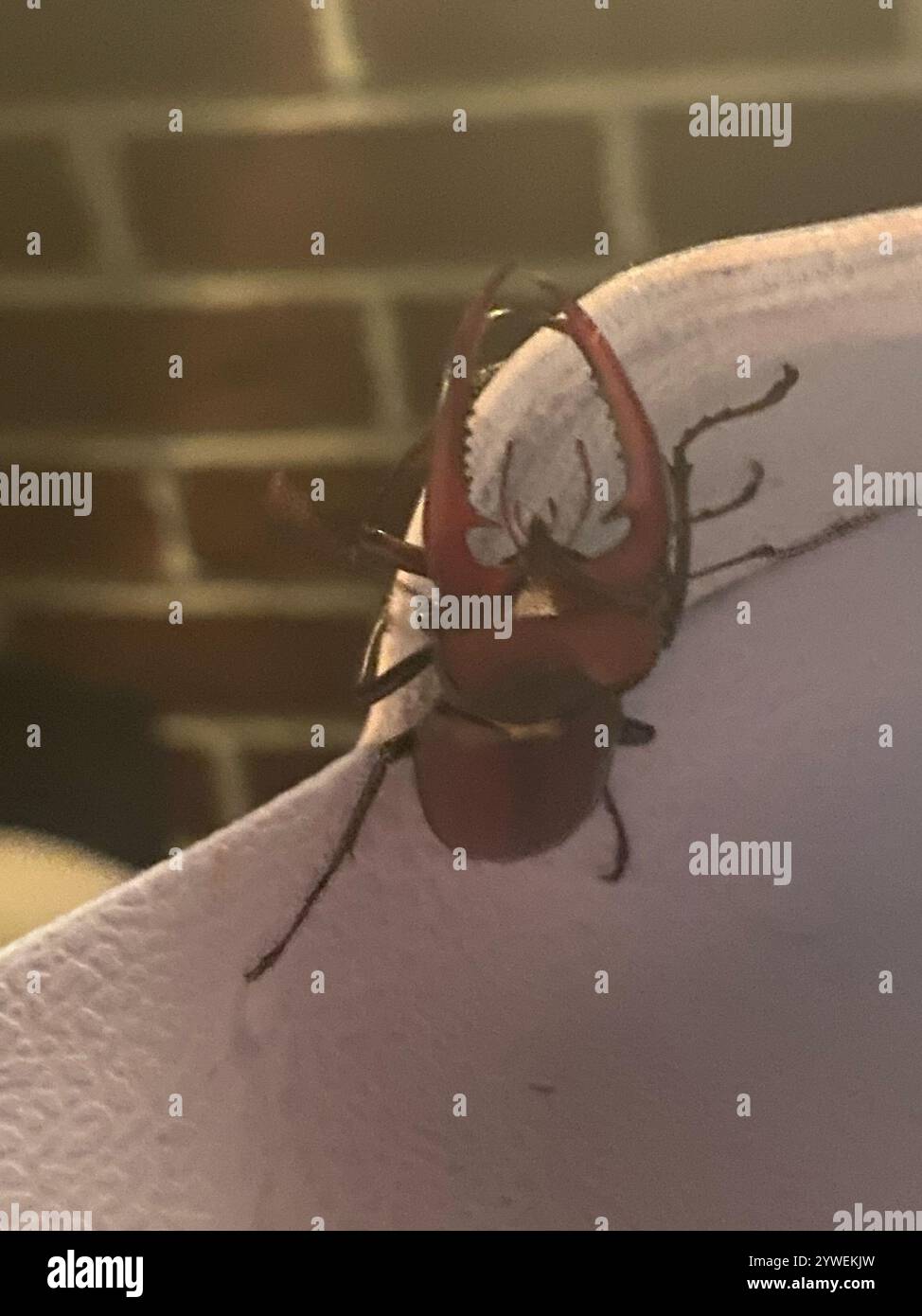 Giant Stag Beetle (Lucanus elaphus Stock Photo - Alamy
