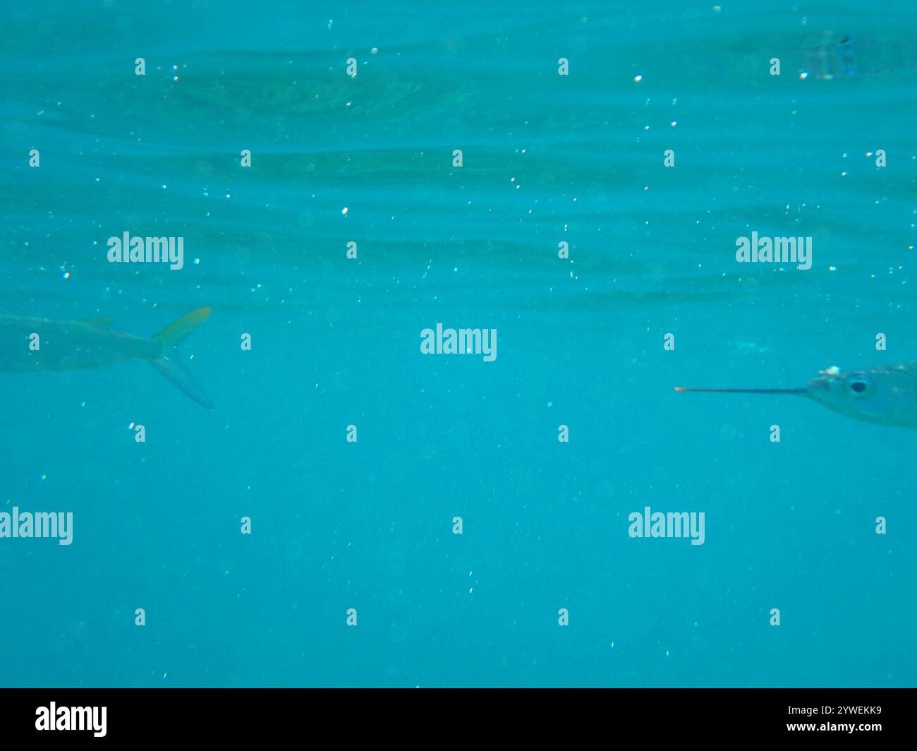 Ballyhoo (Hemiramphus brasiliensis Stock Photo - Alamy