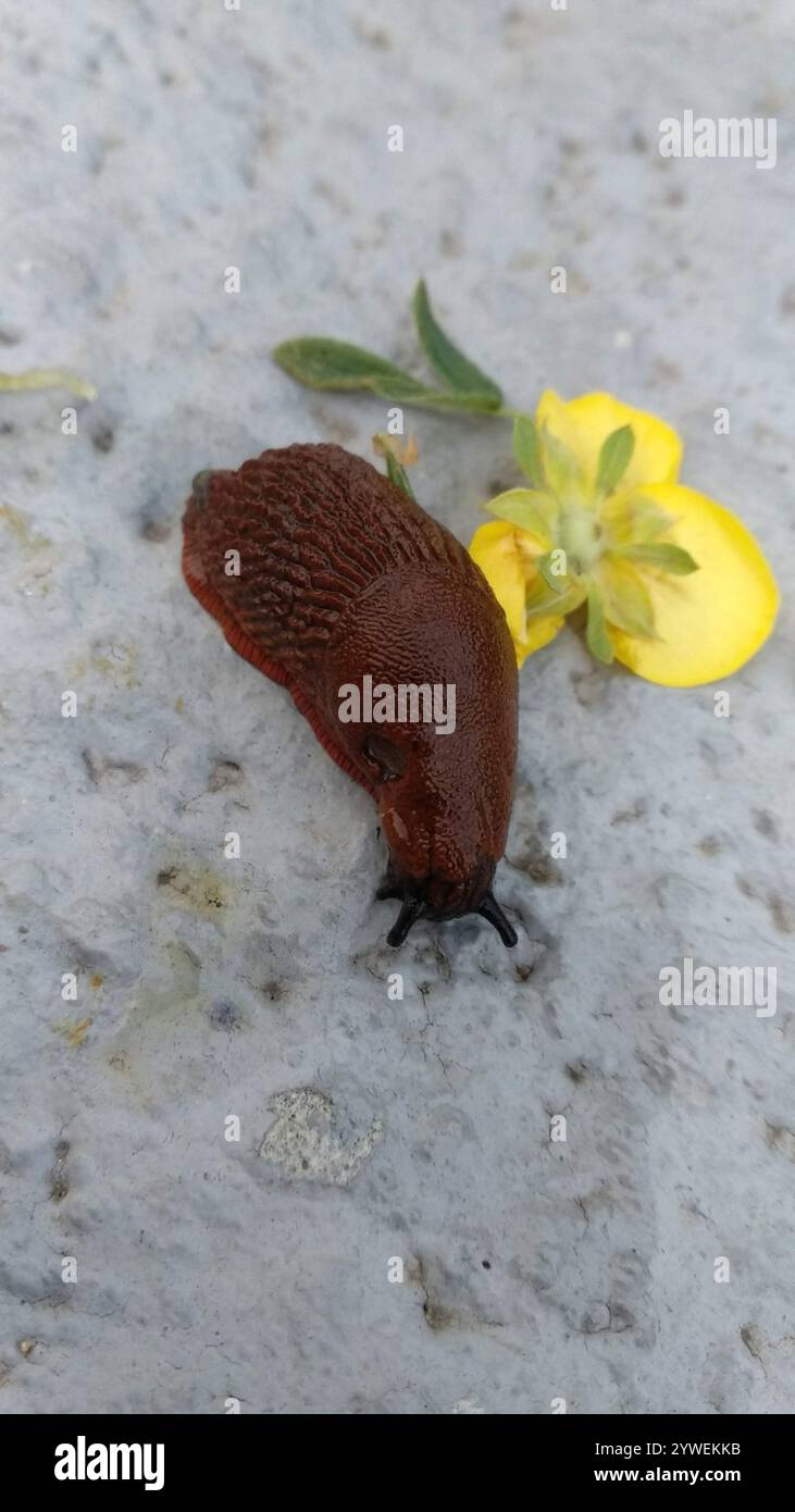 Spanish Slug (Arion vulgaris Stock Photo - Alamy