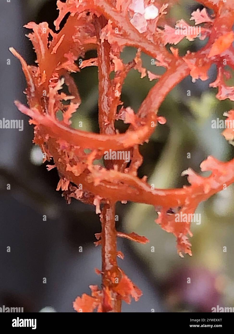 Microcladia hi-res stock photography and images - Alamy