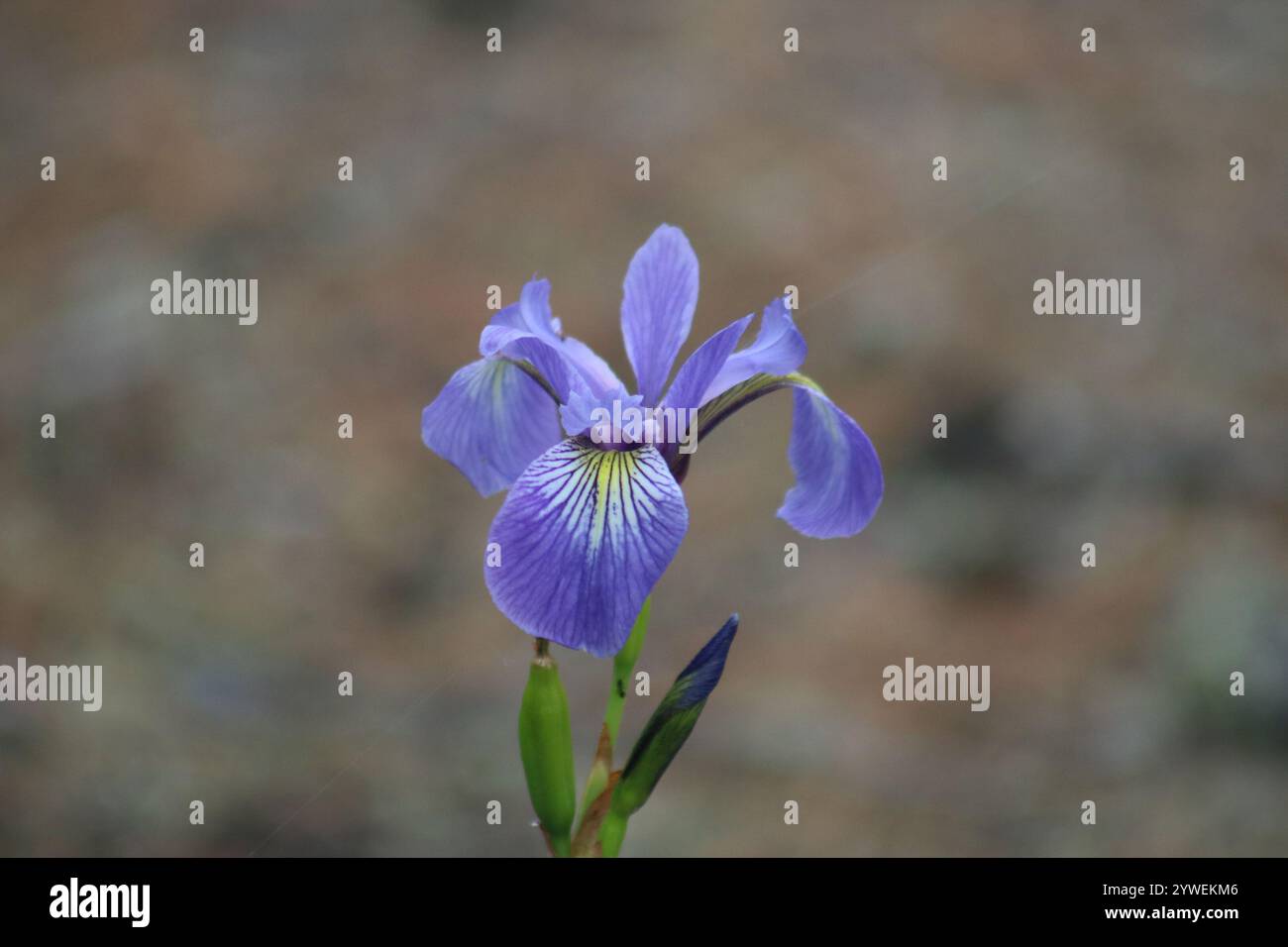 northern blue flag (Iris versicolor Stock Photo - Alamy