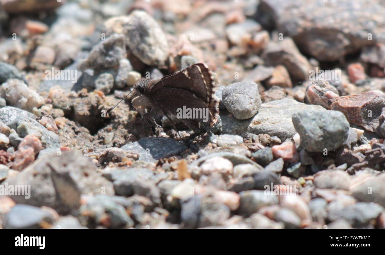 Common Roadside-Skipper (Amblyscirtes vialis Stock Photo - Alamy