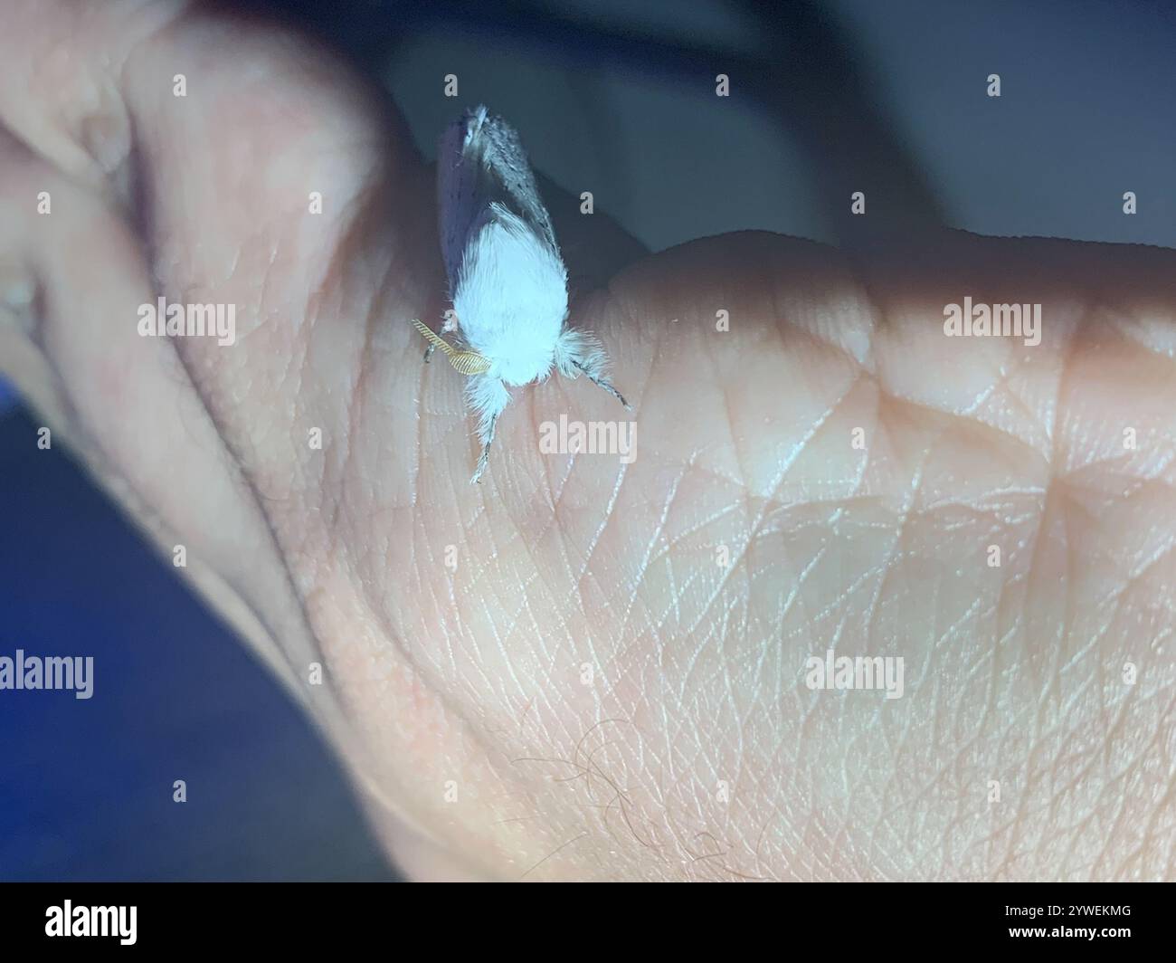 Dot-lined White (Artace cribrarius Stock Photo - Alamy