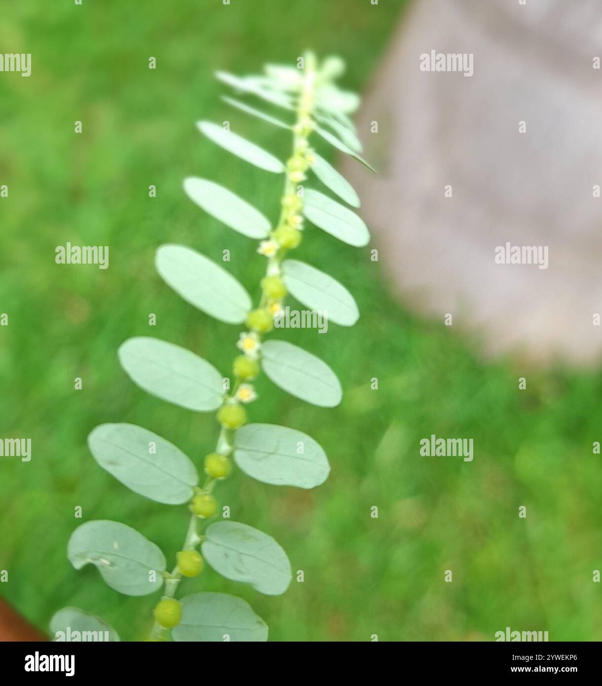 stone breaker tea (Phyllanthus niruri Stock Photo - Alamy