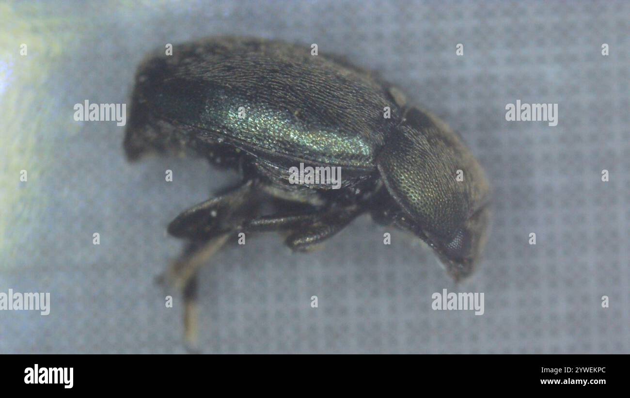 Common Pollen Beetle (Brassicogethes aeneus Stock Photo - Alamy