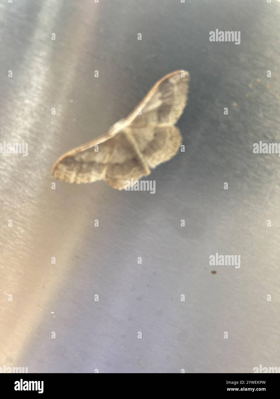 Riband Wave (Idaea aversata Stock Photo - Alamy