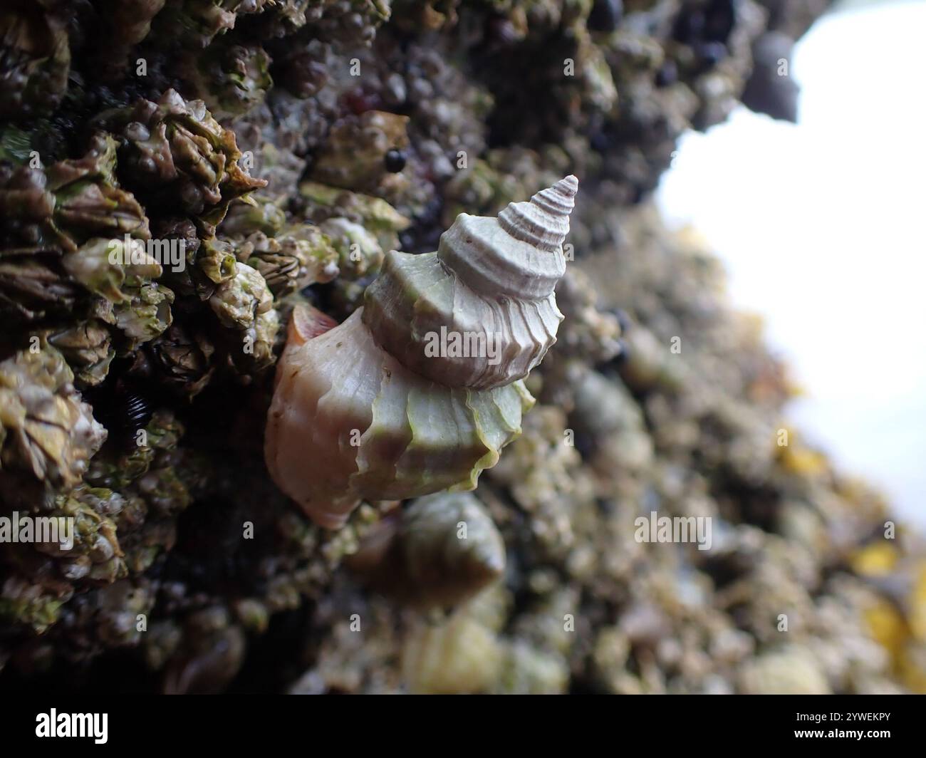 Frilled Dogwinkle (Nucella lamellosa Stock Photo - Alamy