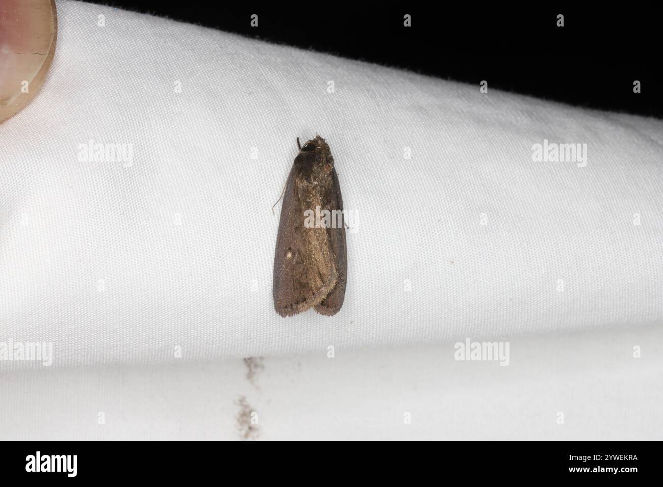Miranda Moth (Proxenus miranda Stock Photo - Alamy