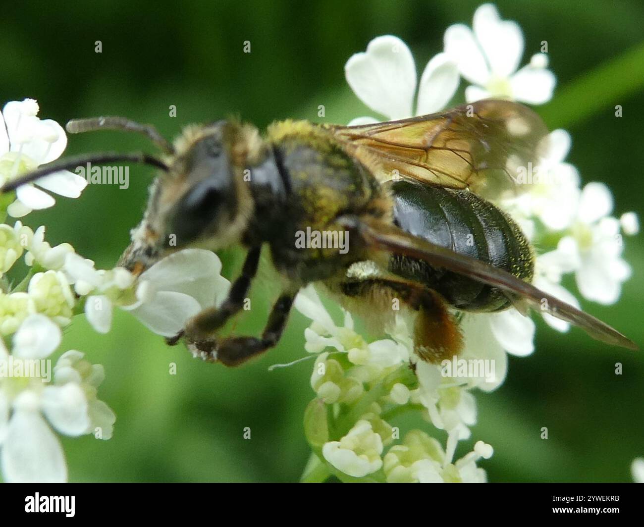 Mining Bees (Andrena Stock Photo - Alamy