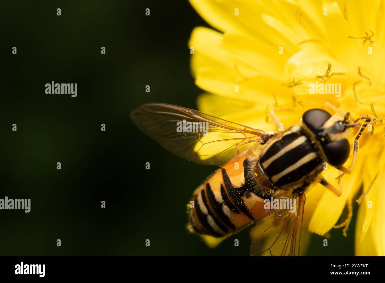 Sun Fly (Helophilus pendulus Stock Photo - Alamy