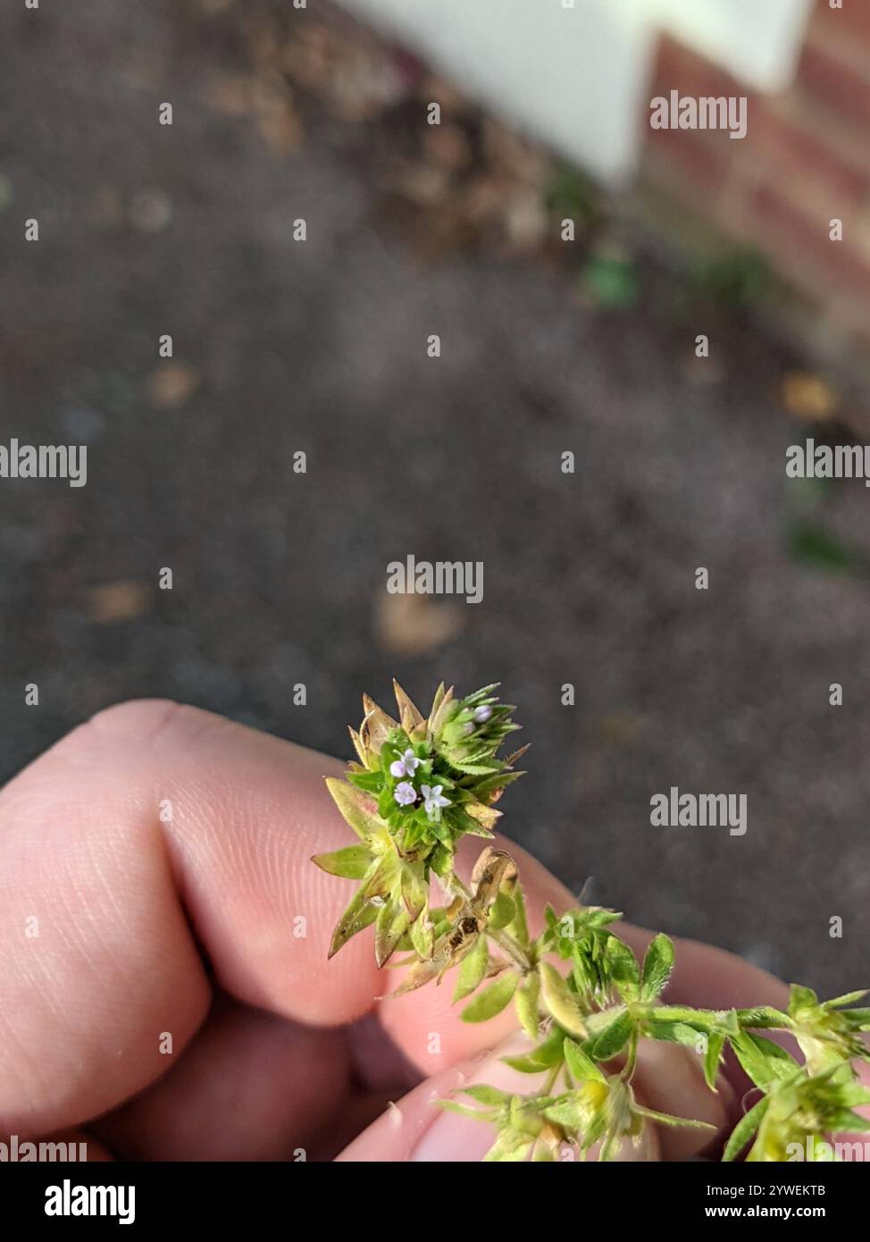 Field madder (Sherardia arvensis Stock Photo - Alamy
