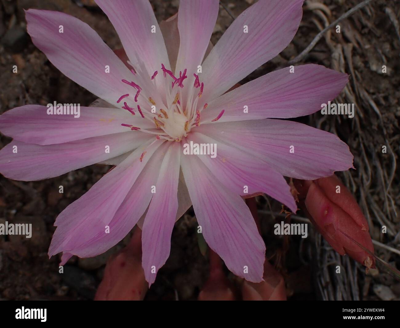 Bitterroot (Lewisia rediviva Stock Photo - Alamy