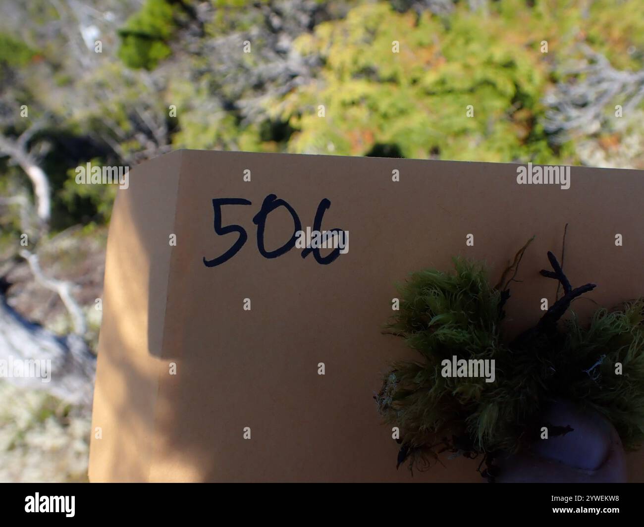 Bog Broom Moss (Dicranum undulatum Stock Photo - Alamy