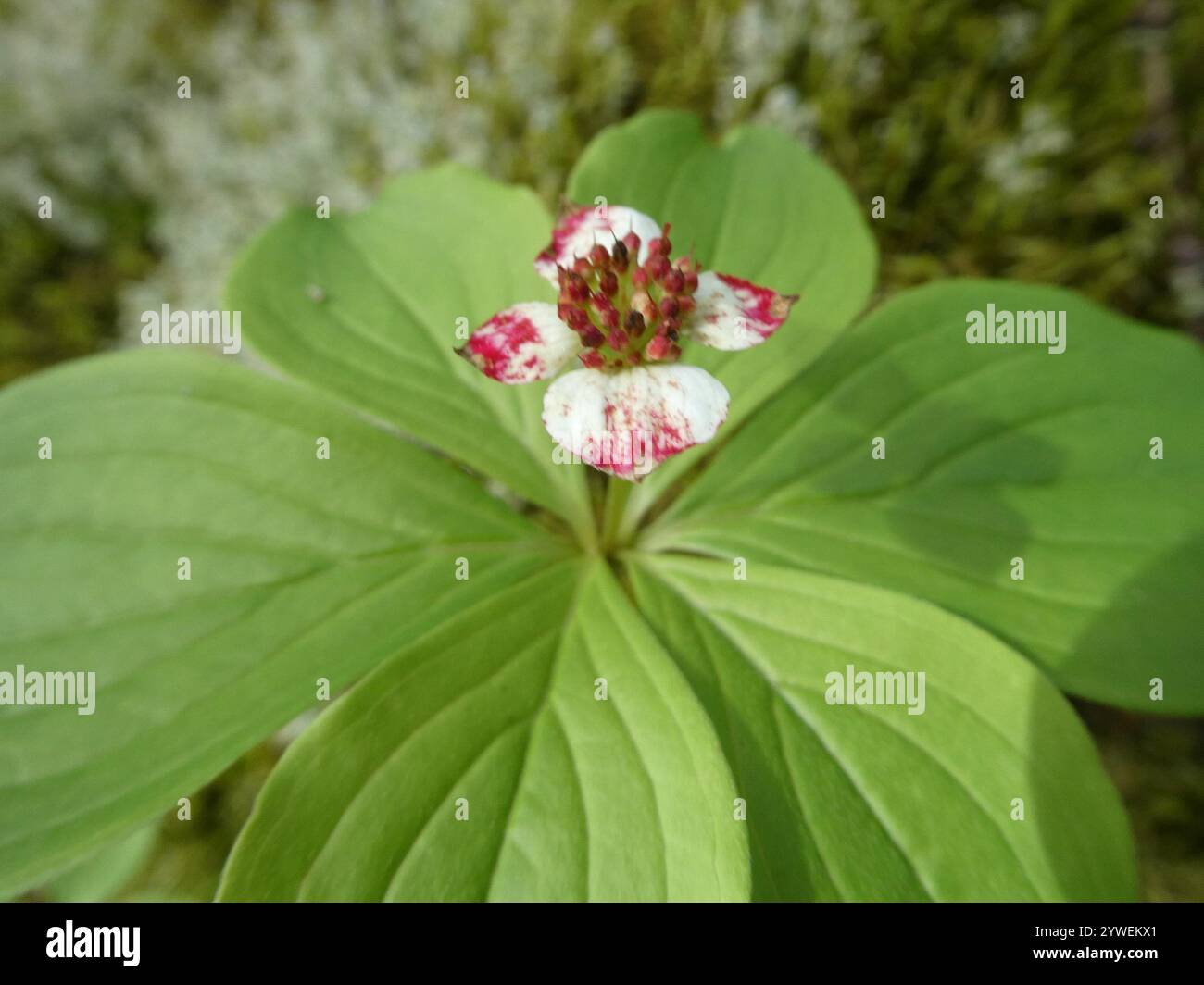 Canadian bunchberry (Cornus canadensis Stock Photo - Alamy