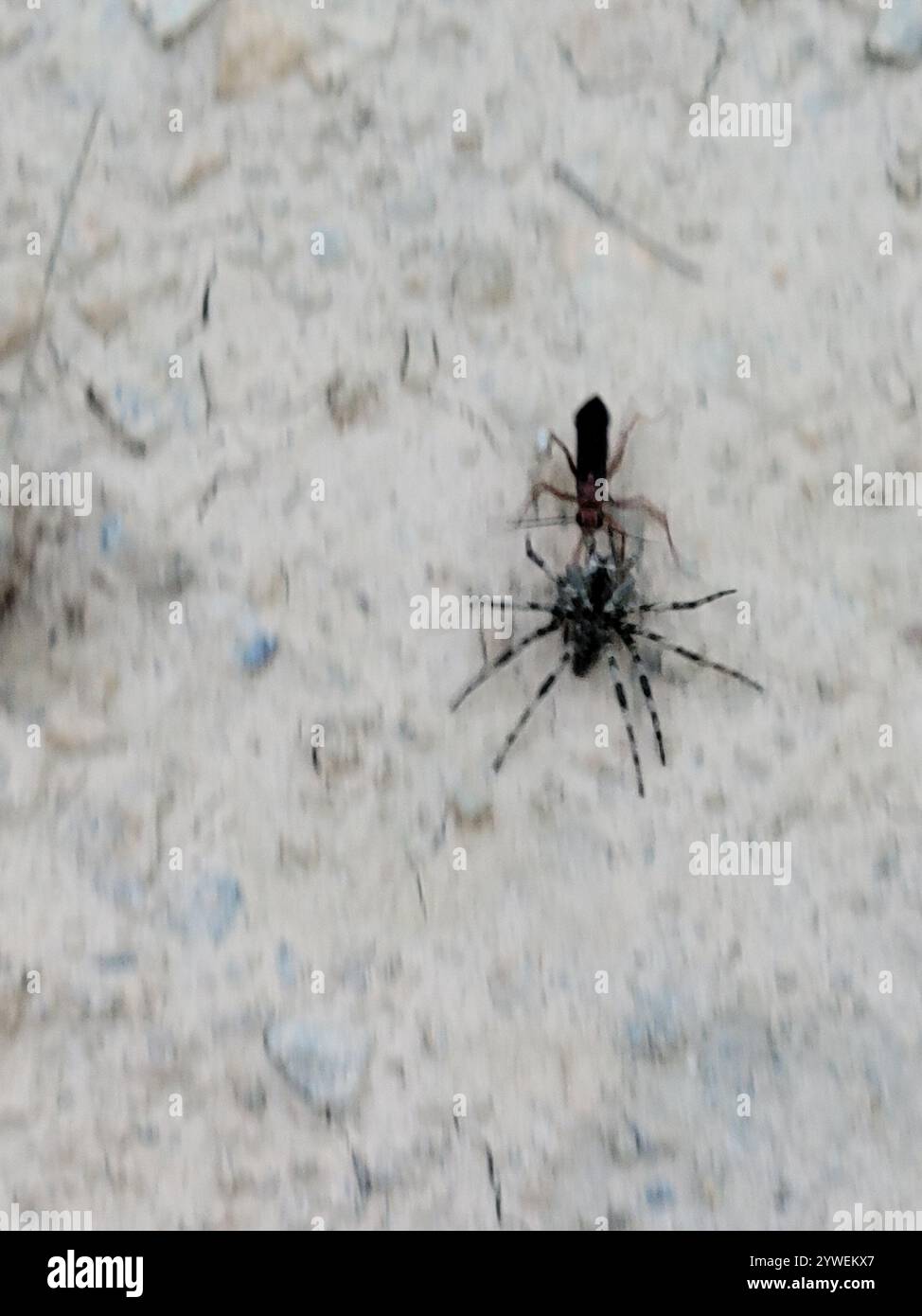 Rusty spider wasp hi-res stock photography and images - Alamy