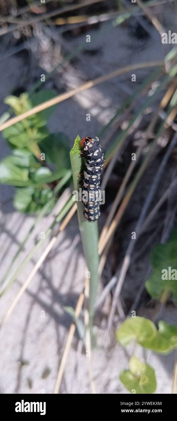 Lily Borer (Brithys crini Stock Photo - Alamy