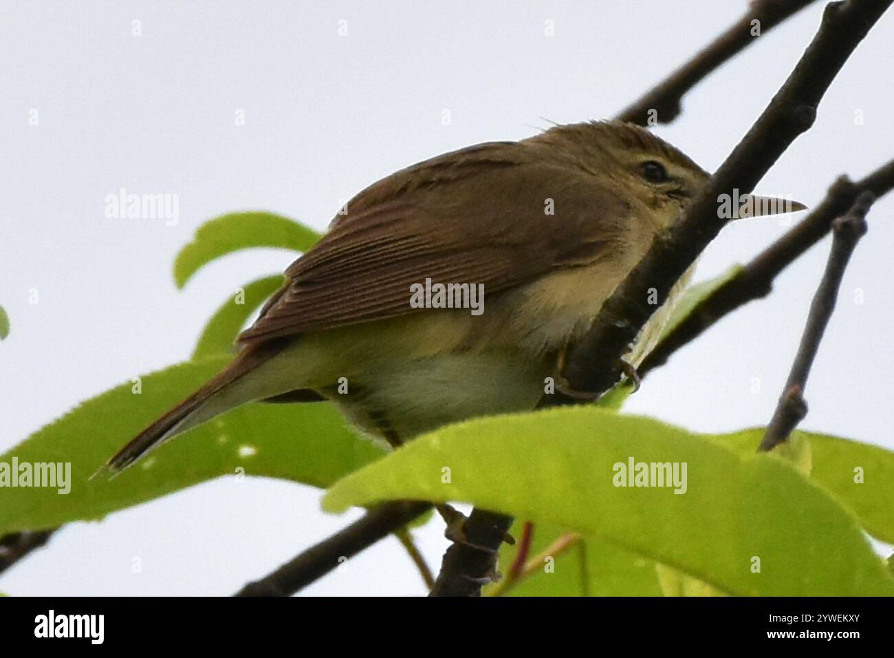 Blyth's Reed Warbler (Acrocephalus dumetorum Stock Photo - Alamy
