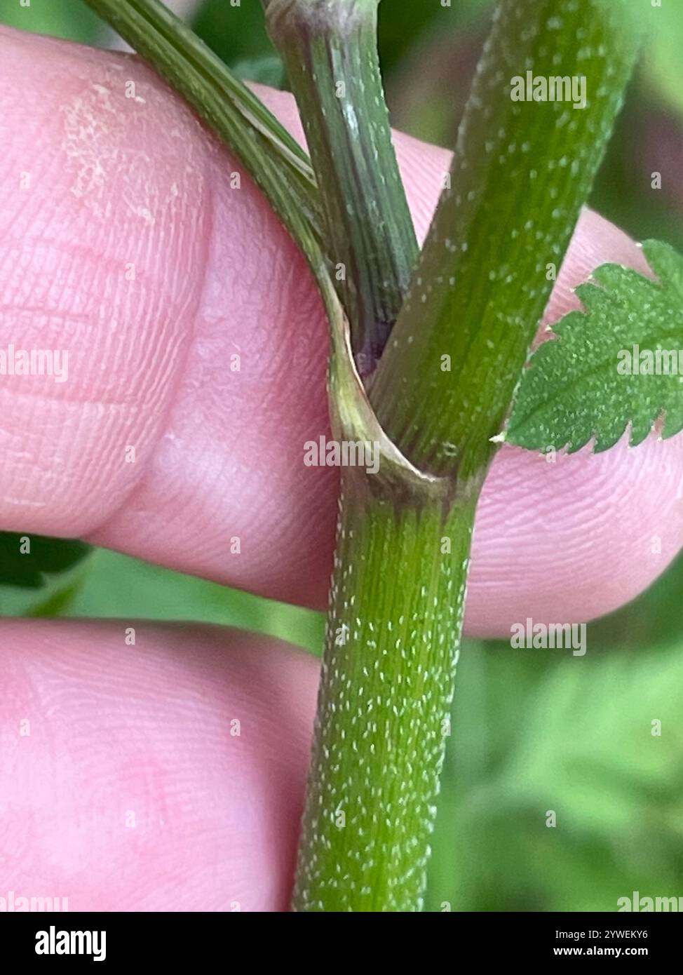 common hedge parsley (Torilis arvensis Stock Photo - Alamy