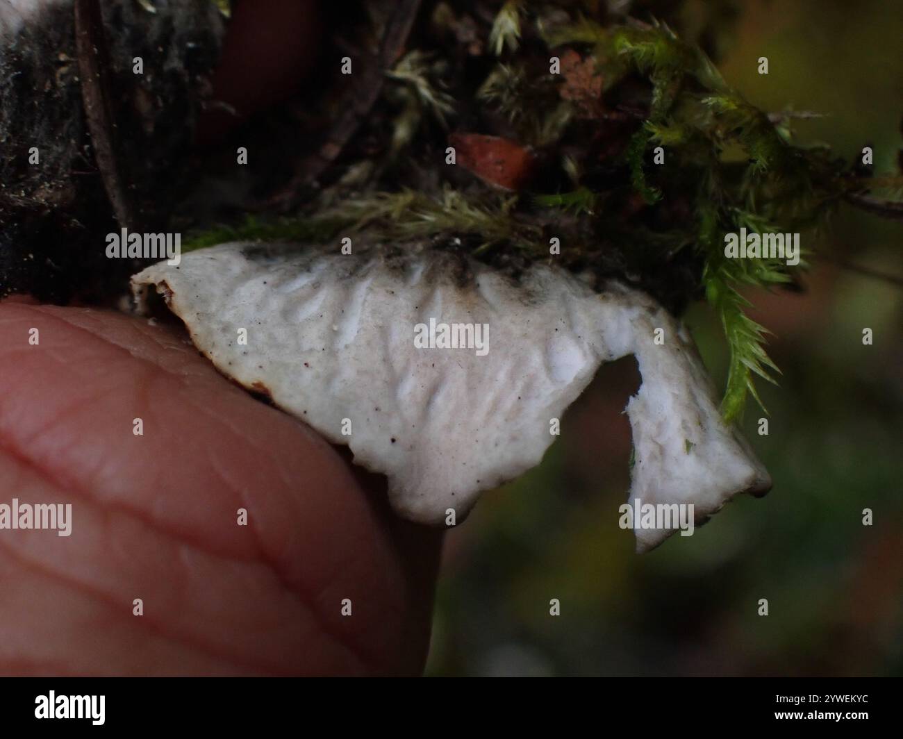 freckled pelt lichen (Peltigera aphthosa Stock Photo - Alamy