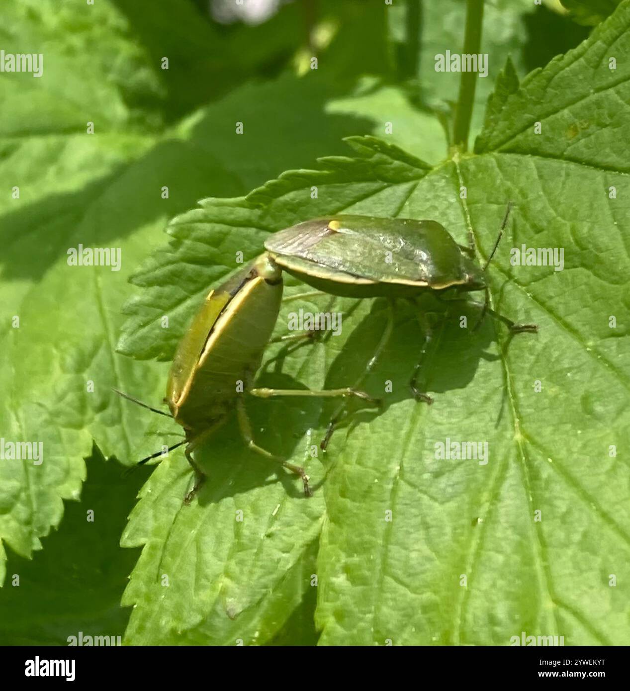 Chlorochroa hi-res stock photography and images - Alamy