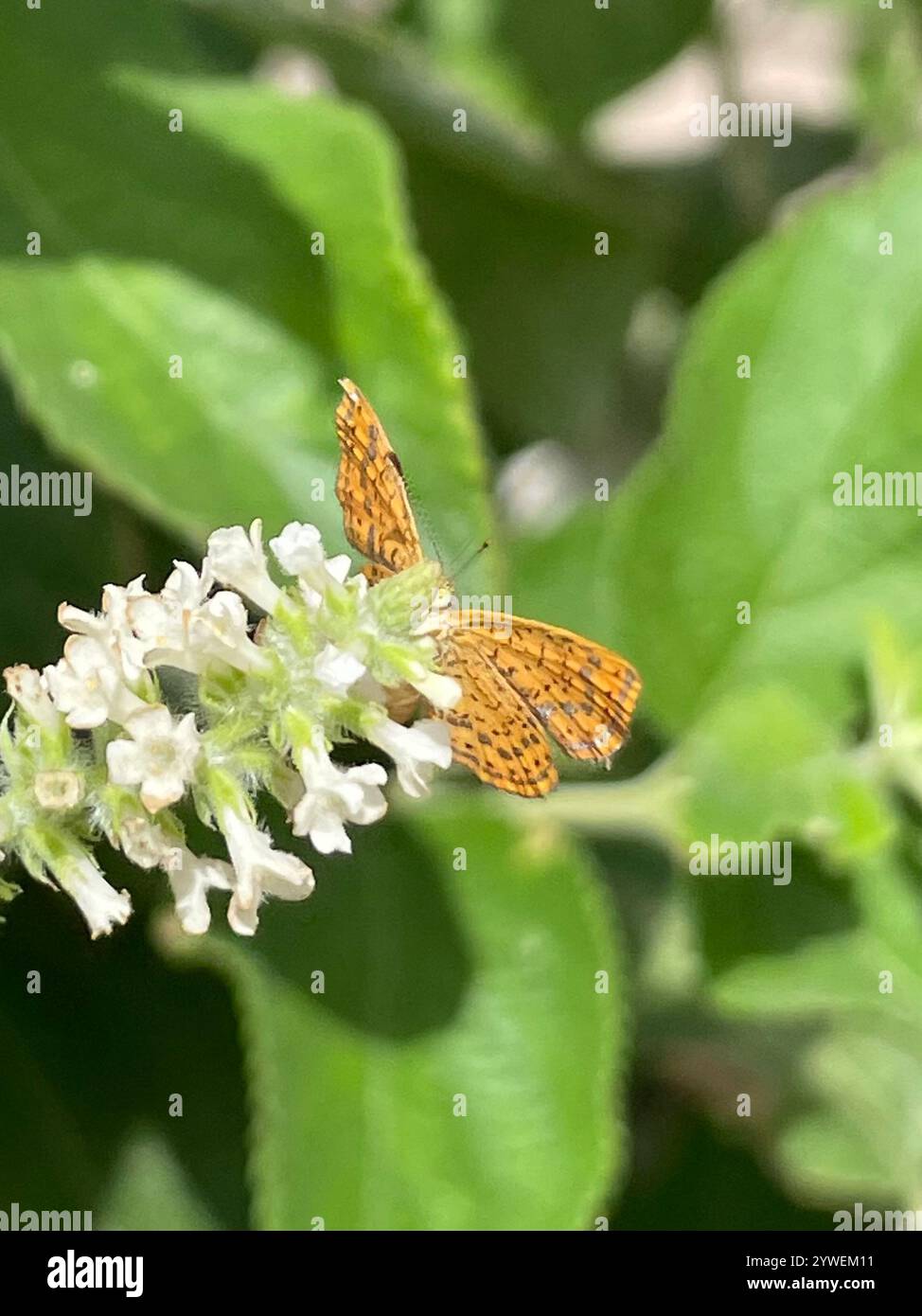 Rounded Metalmark (Calephelis perditalis Stock Photo - Alamy