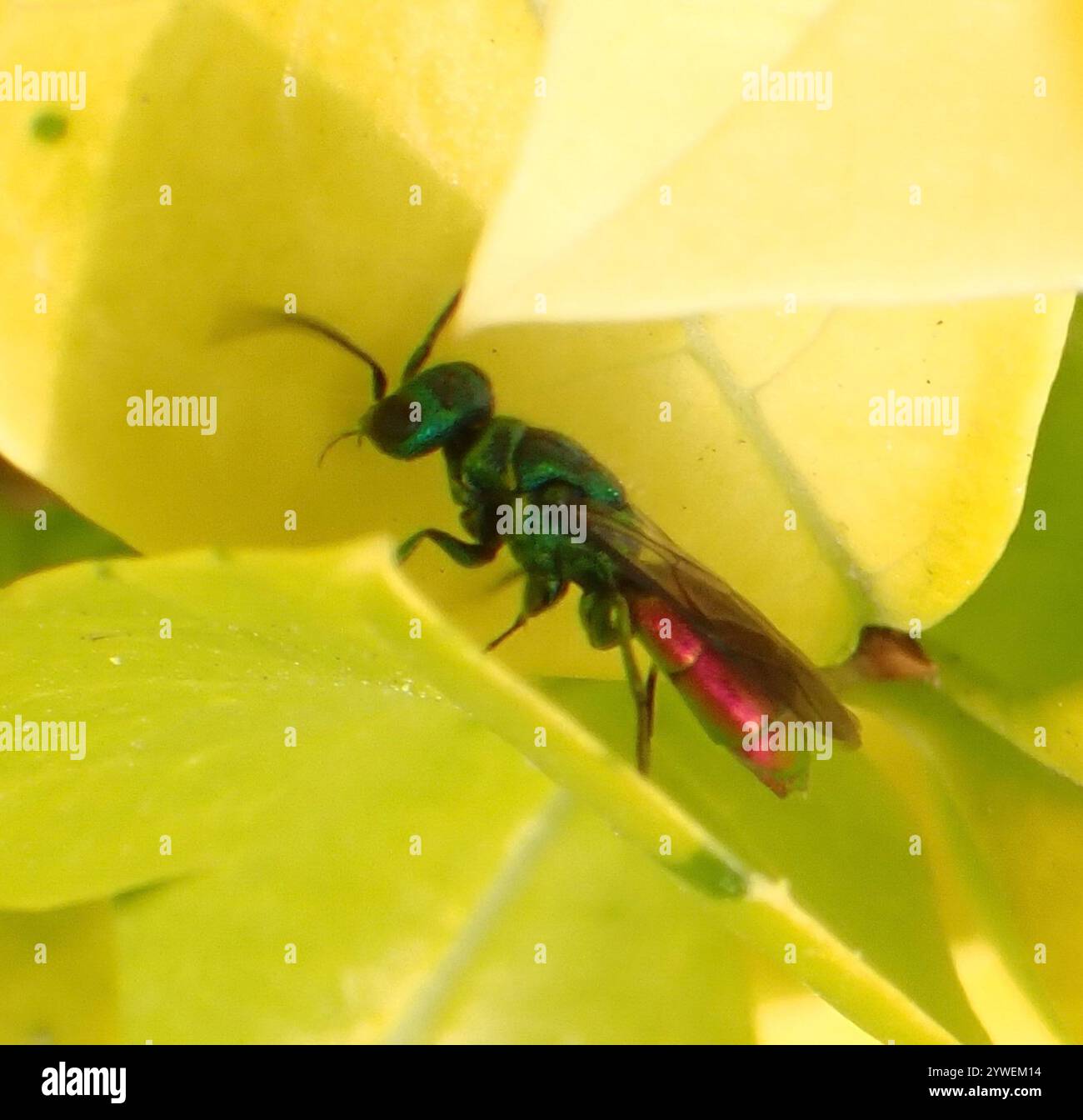 Ruby-tailed Cuckoo Wasps (Chrysis ignita Stock Photo - Alamy