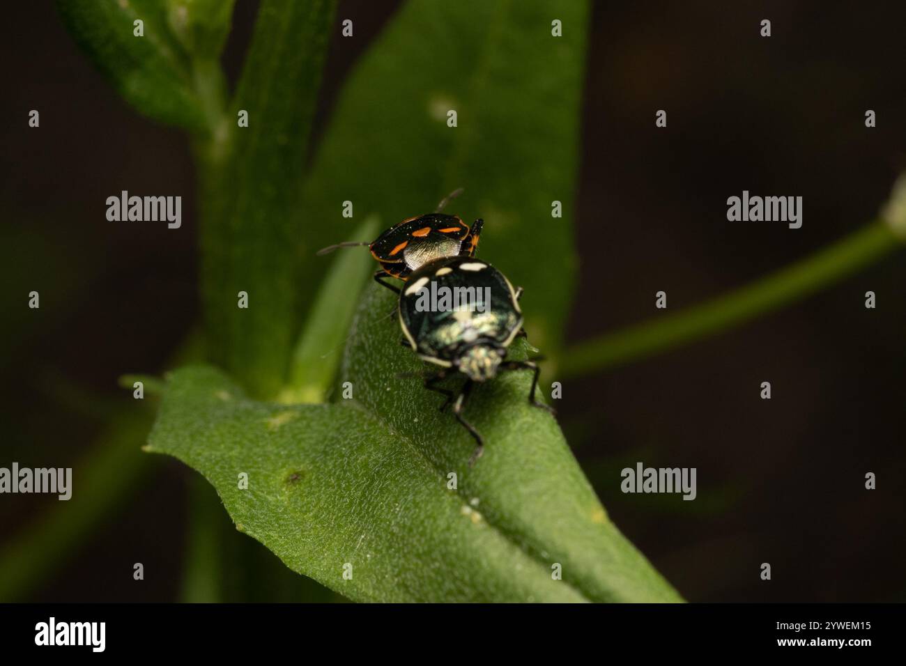 Cabbage Bug (Eurydema oleracea Stock Photo - Alamy