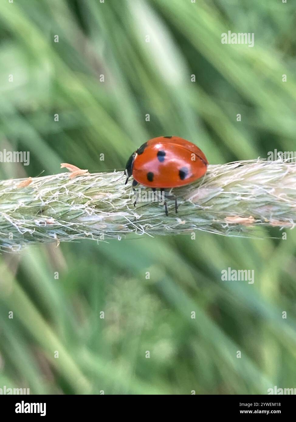 Seven-spotted Lady Beetle (Coccinella septempunctata Stock Photo - Alamy