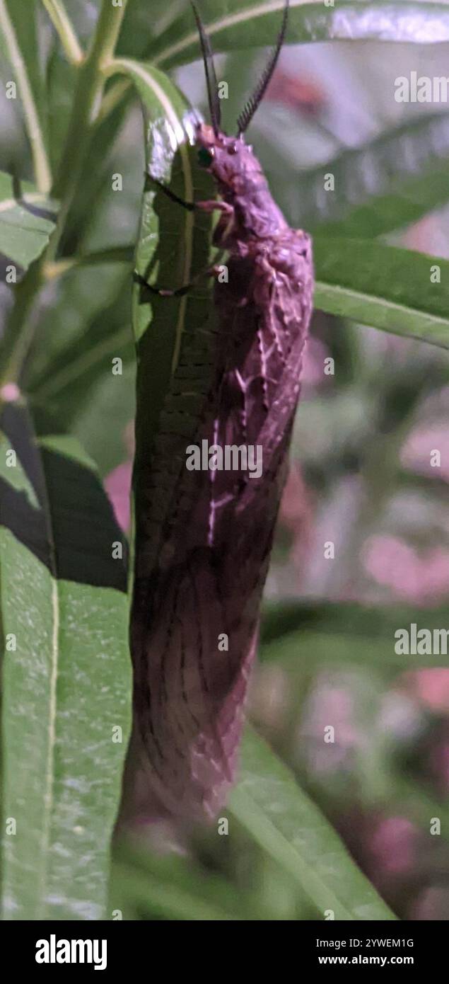 Summer Fishfly (Chauliodes pectinicornis Stock Photo - Alamy
