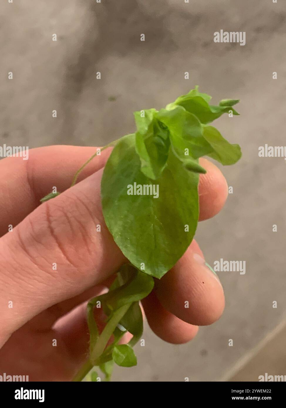Pond water-starwort (Callitriche stagnalis Stock Photo - Alamy