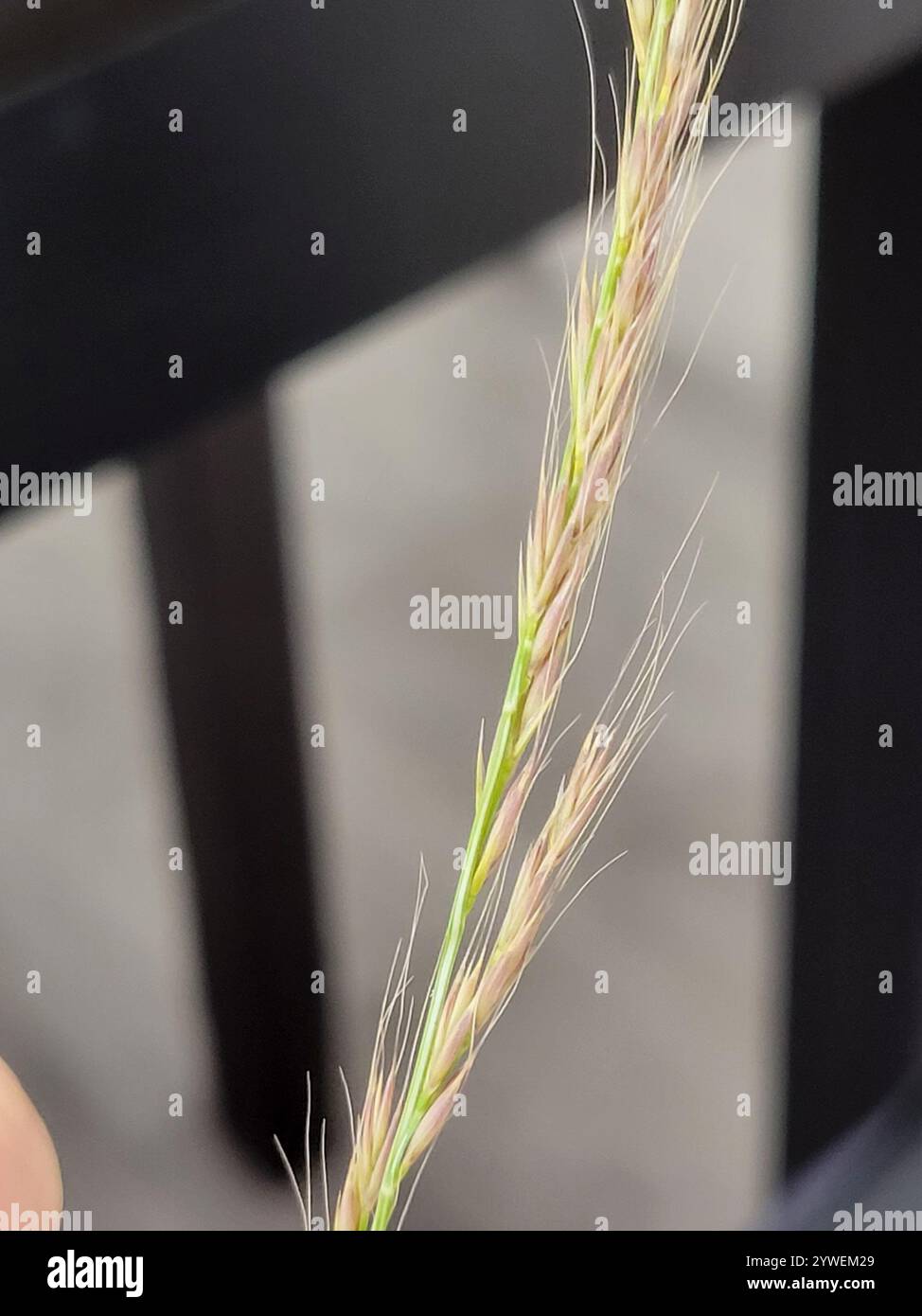 rattail sixweeks grass (Festuca myuros Stock Photo - Alamy