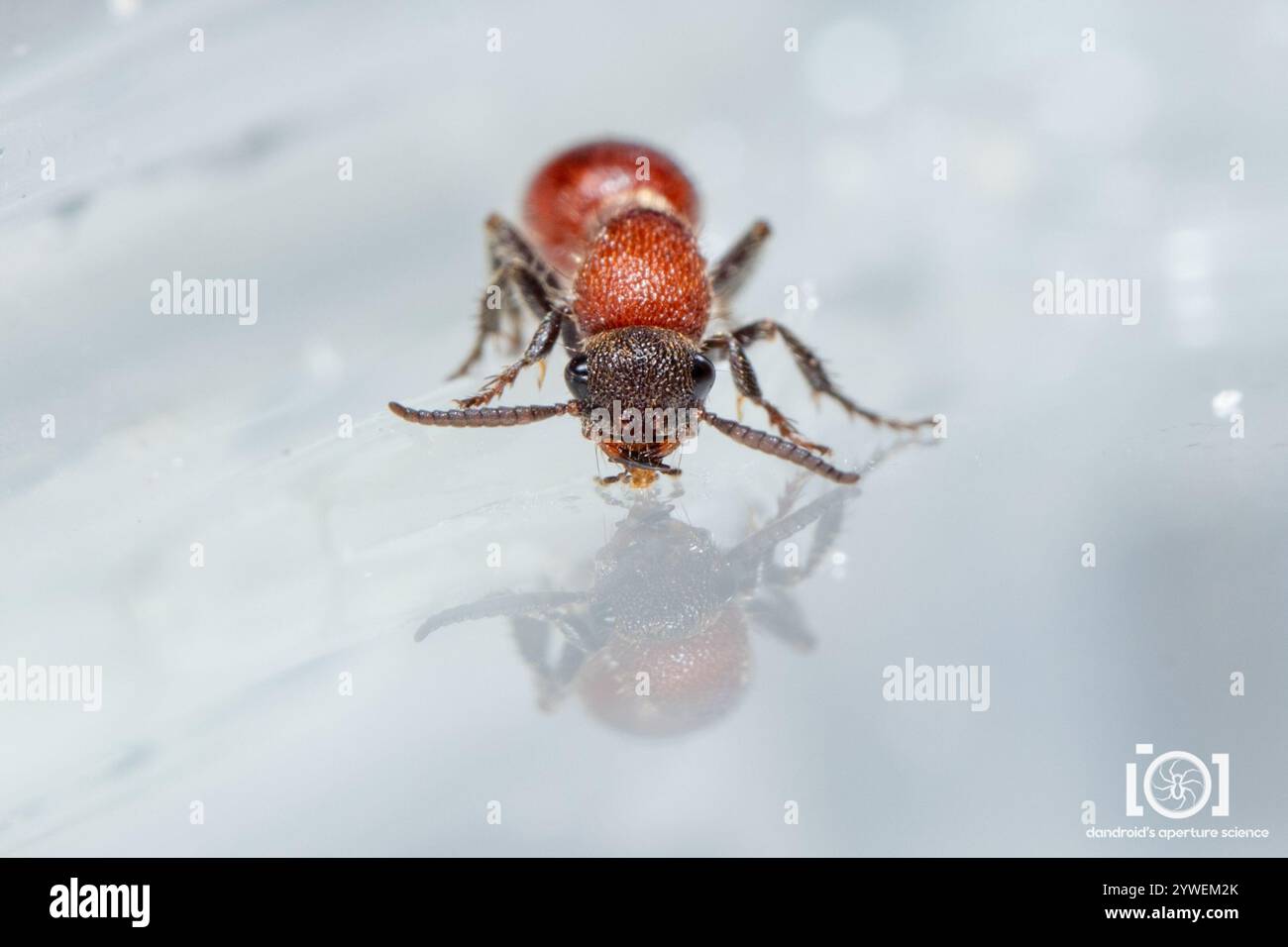 Quadriguttata hi-res stock photography and images - Alamy