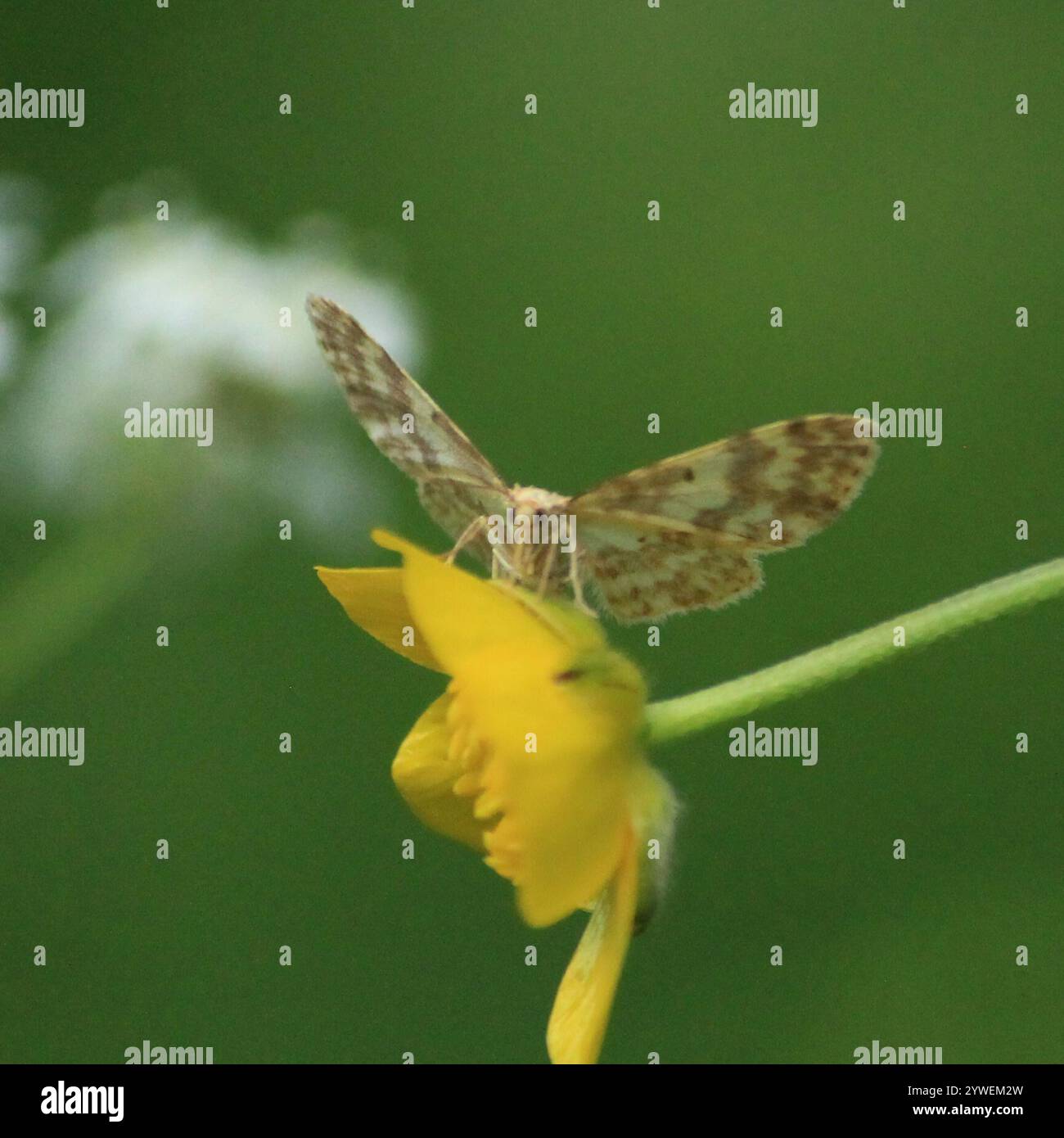 Hydrelia flammeolaria hi-res stock photography and images - Alamy