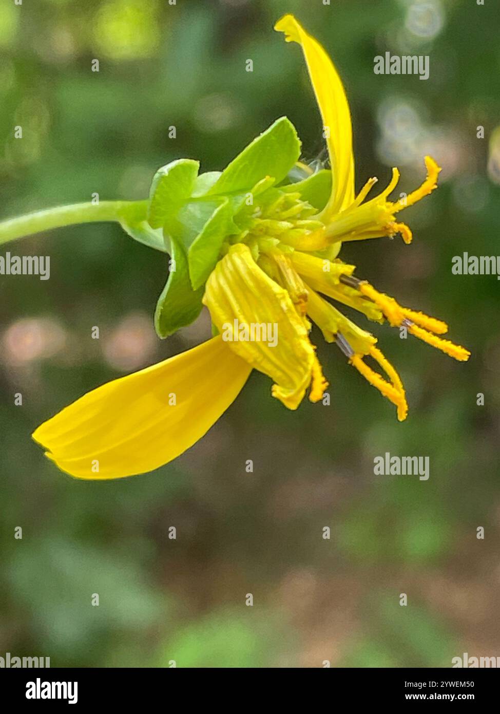 Kidney-leaf Rosinweed (Silphium compositum Stock Photo - Alamy