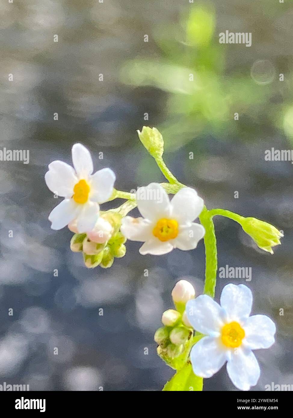 water forget-me-not (Myosotis scorpioides Stock Photo - Alamy