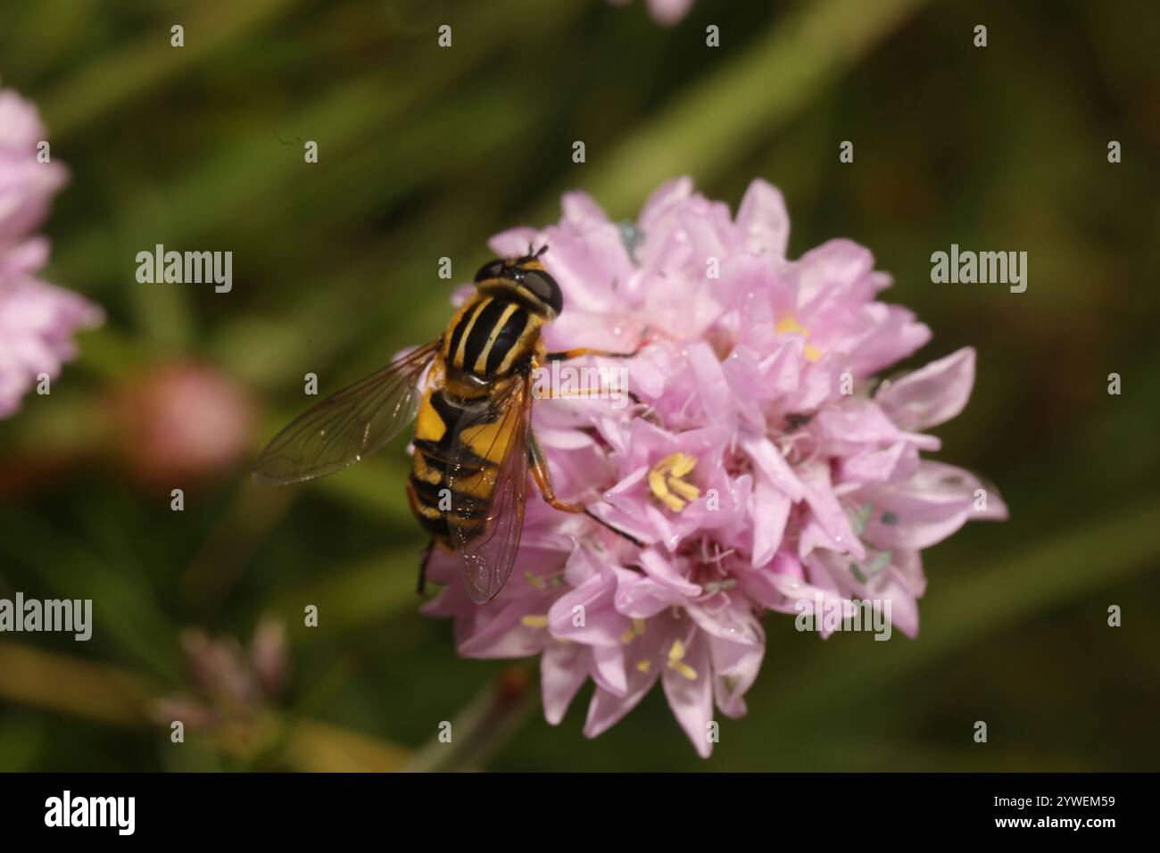 Sun Fly (Helophilus pendulus Stock Photo - Alamy