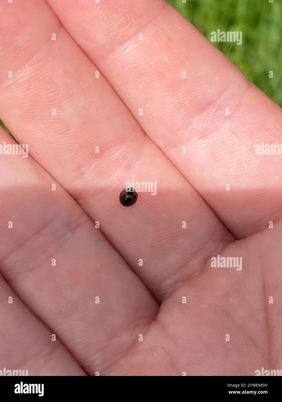 Chilocorus bipustulatus hi-res stock photography and images - Alamy