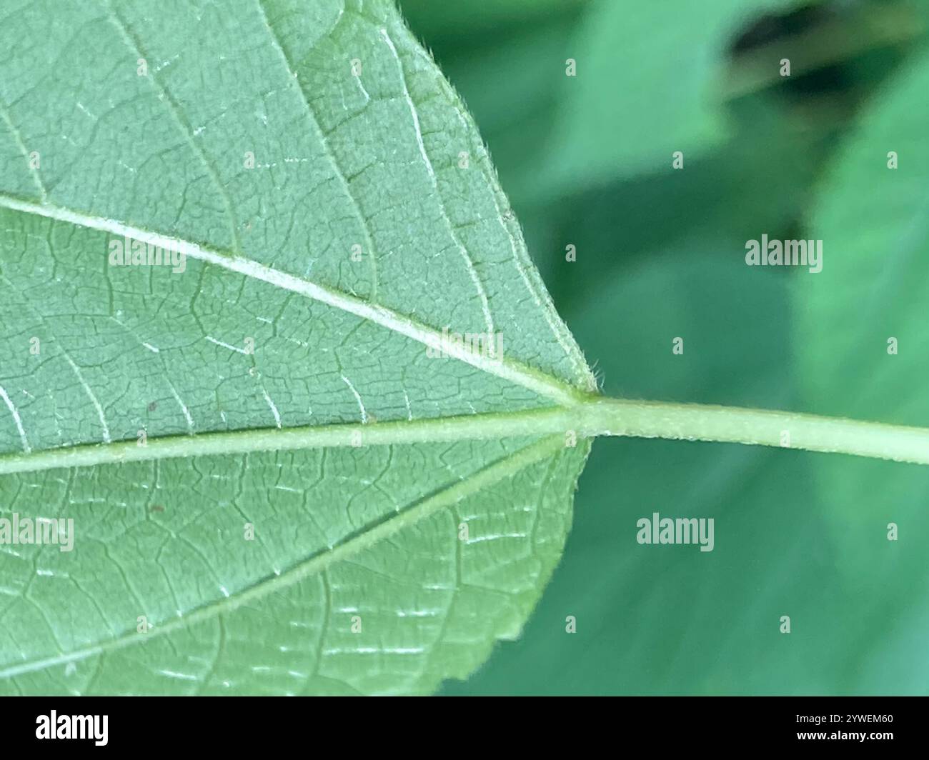 false nettle (Boehmeria cylindrica Stock Photo - Alamy
