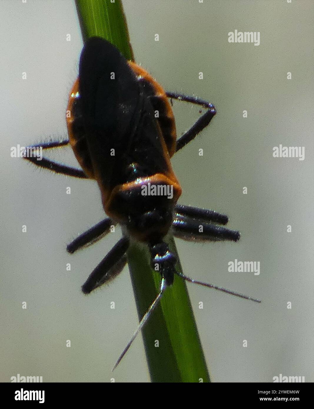 Eastern Bee Assassin (Apiomerus crassipes Stock Photo - Alamy