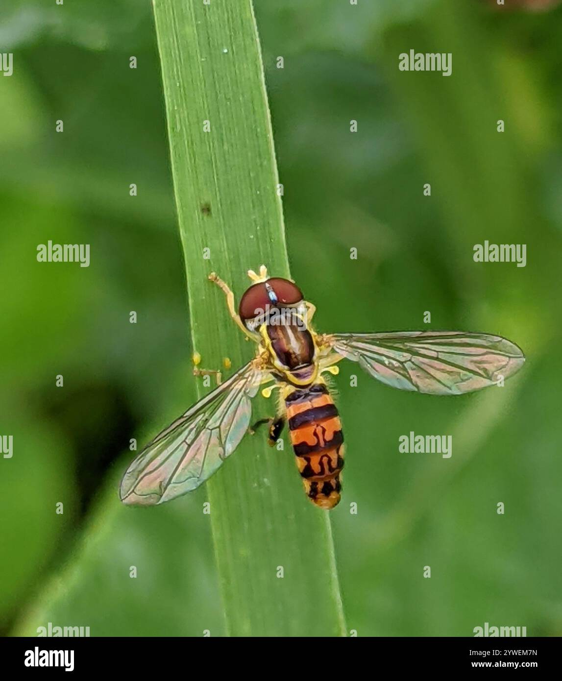 Eastern Calligrapher (Toxomerus geminatus Stock Photo - Alamy