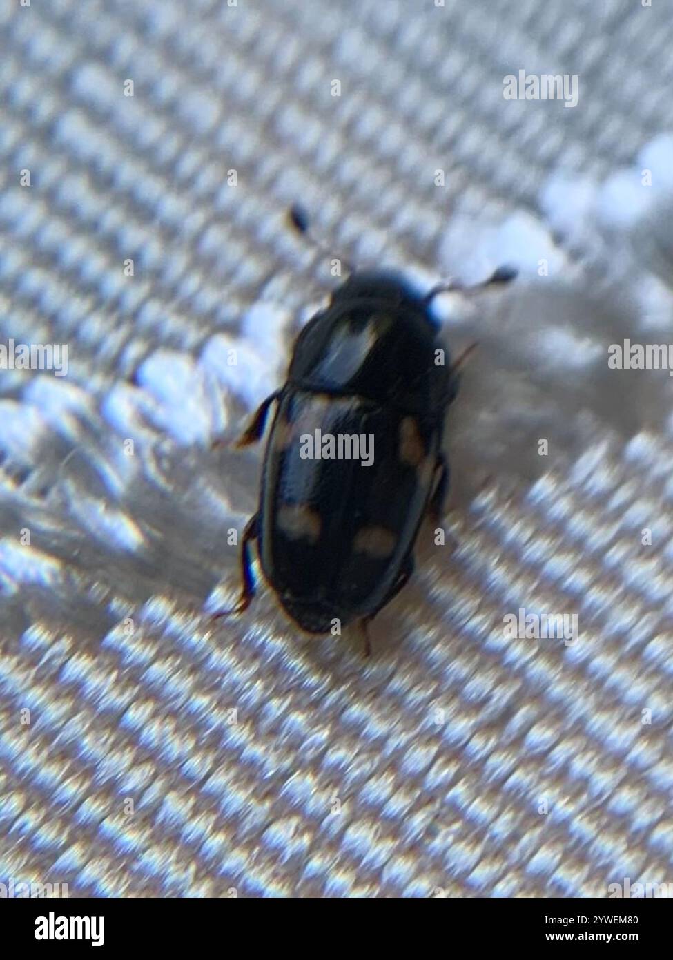 Four-spotted Sap Beetle (Glischrochilus quadrisignatus Stock Photo - Alamy