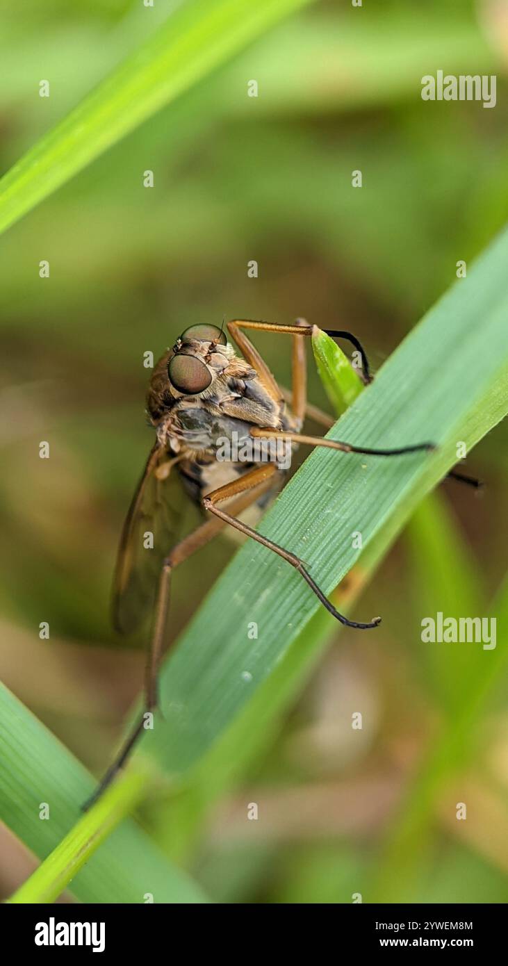 Rhagio tringarius hi-res stock photography and images - Alamy