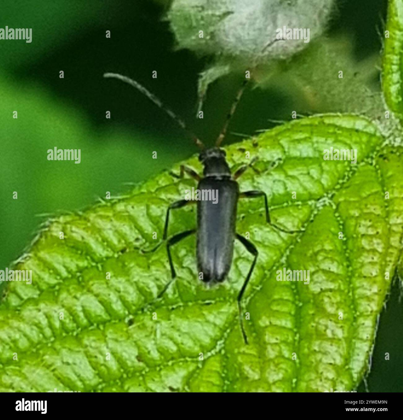 common grammoptera (Grammoptera ruficornis Stock Photo - Alamy